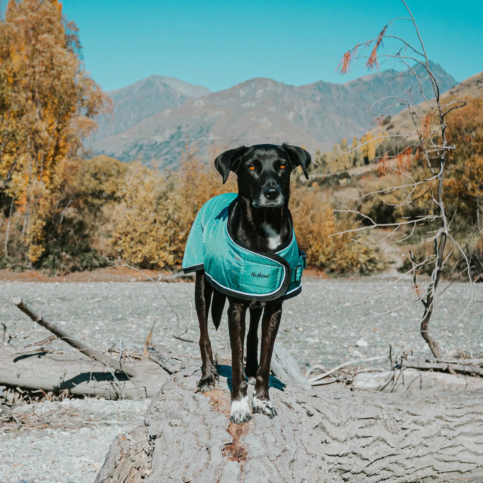 Huskimo Summit Pro Ningaloo Dog Coat - Raymonds Warehouse